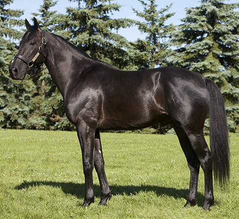 New York Harness Horse Breeders